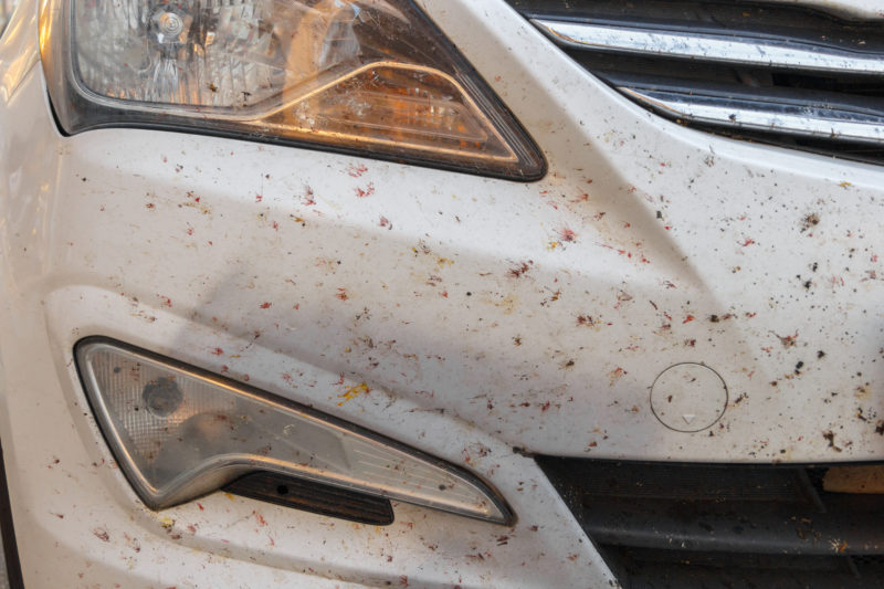 Bugs on the Windshield: What are They and Why are There So Much Less ...
