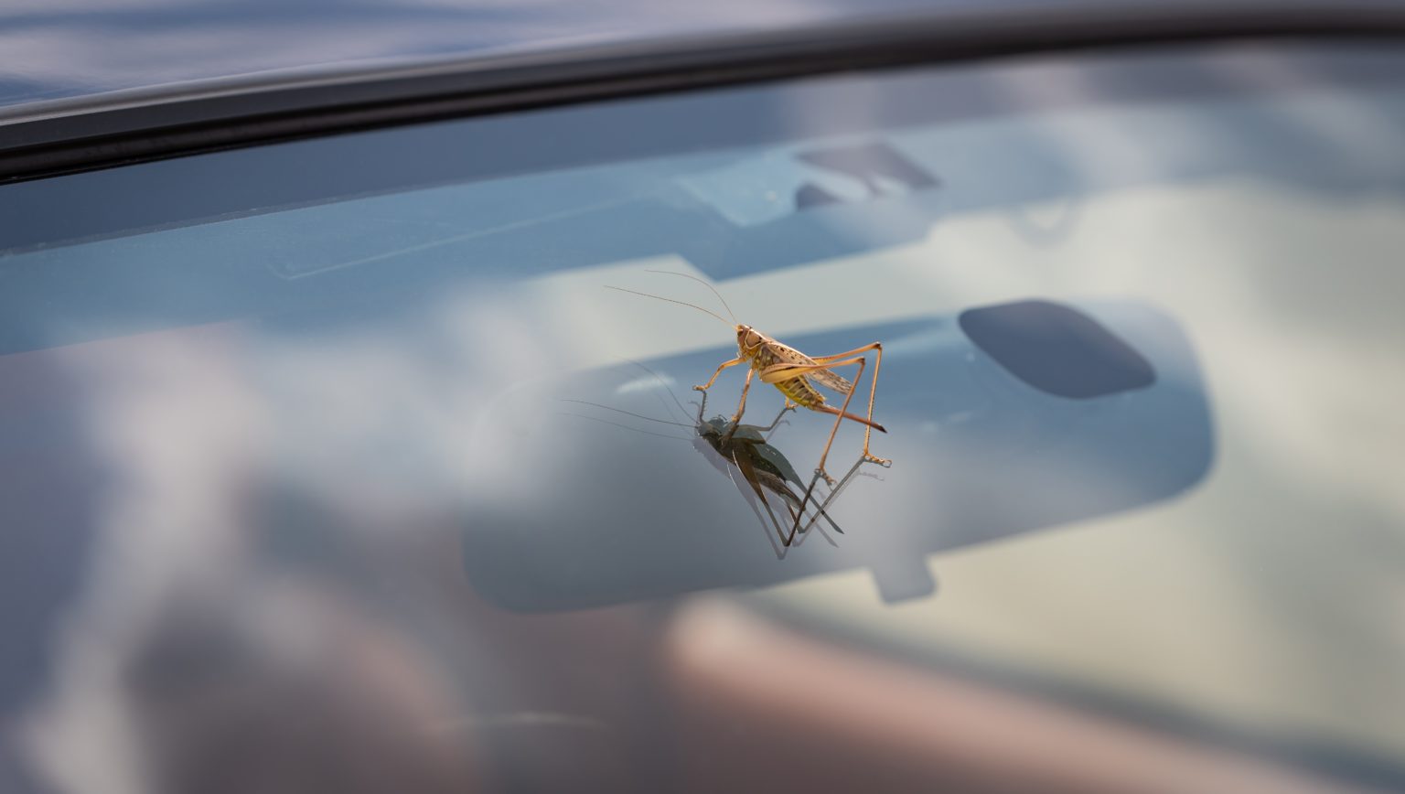 Bugs on the Windshield: What are They and Why are There So Much Less Now? - Pointe Pest Control ...