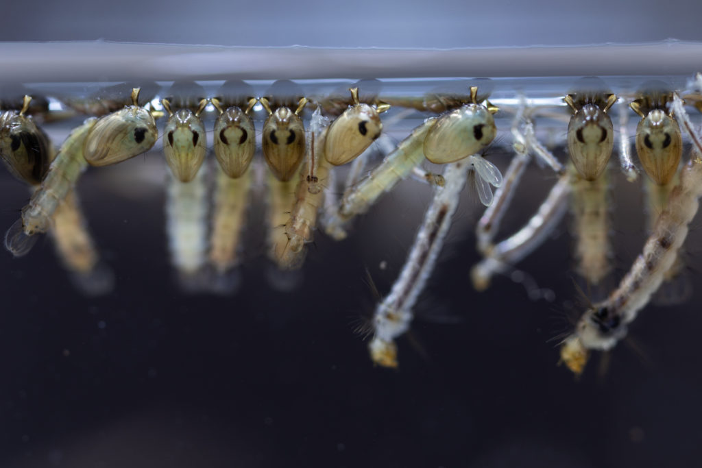 Mosquito,Larva,In,The,Order,Diptera,,Anopheles,Sp.,(mosquito,Larva ...