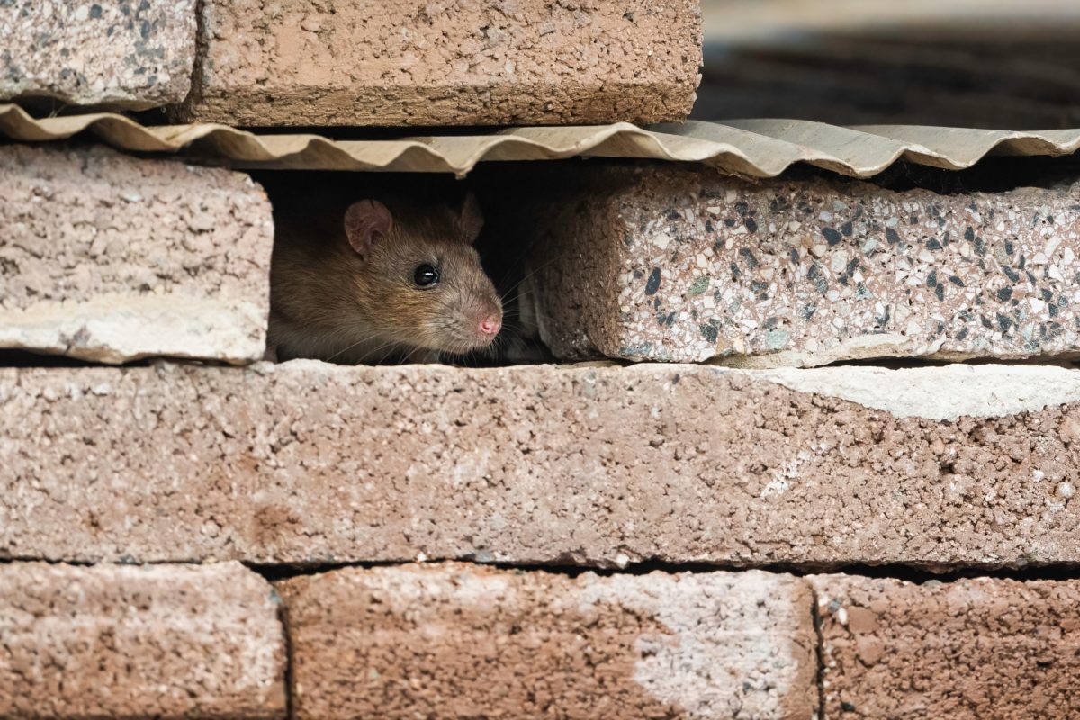 8 Surprising Facts About Rats - Pointe Pest Control: Chicago ...