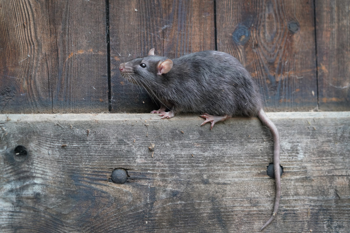 8 Surprising Facts About Rats - Pointe Pest Control: Chicago ...