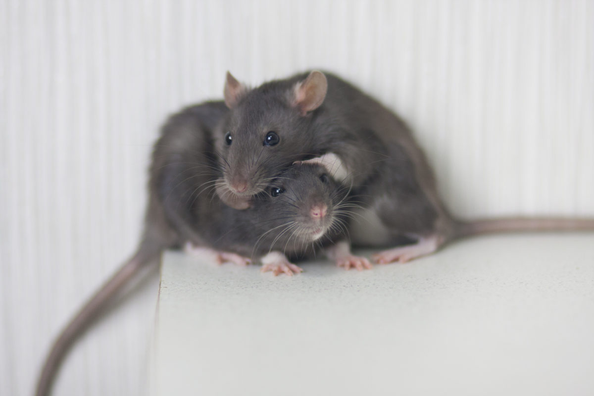 8 Surprising Facts About Rats - Pointe Pest Control: Chicago ...