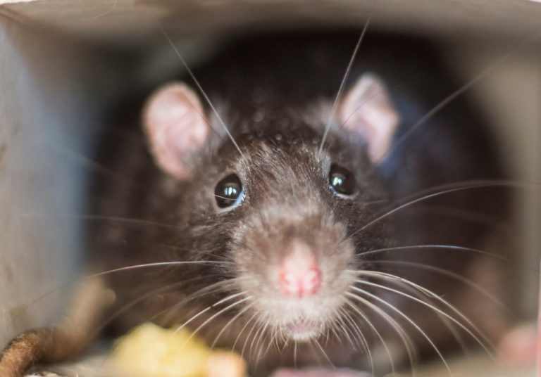 8 Surprising Facts About Rats - Pointe Pest Control: Chicago ...