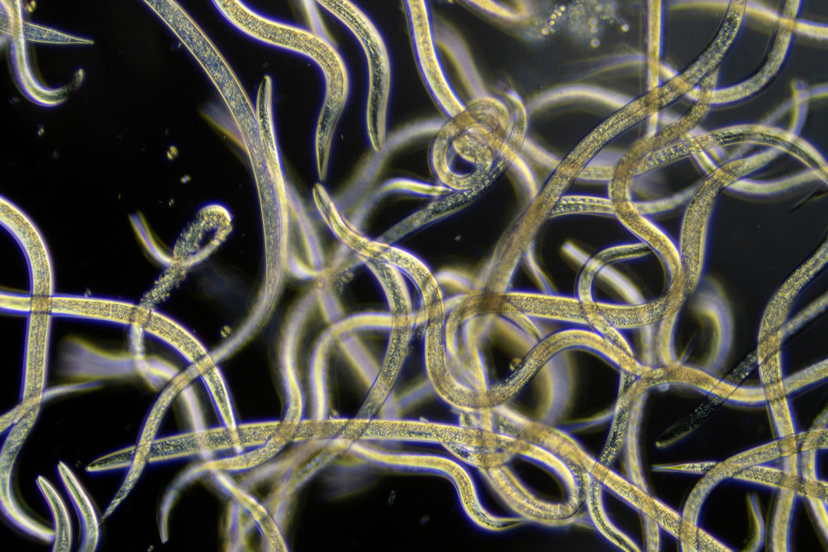 Who are the Pests Under the Sea? - 5 Pests of SpongeBob SquarePants ...