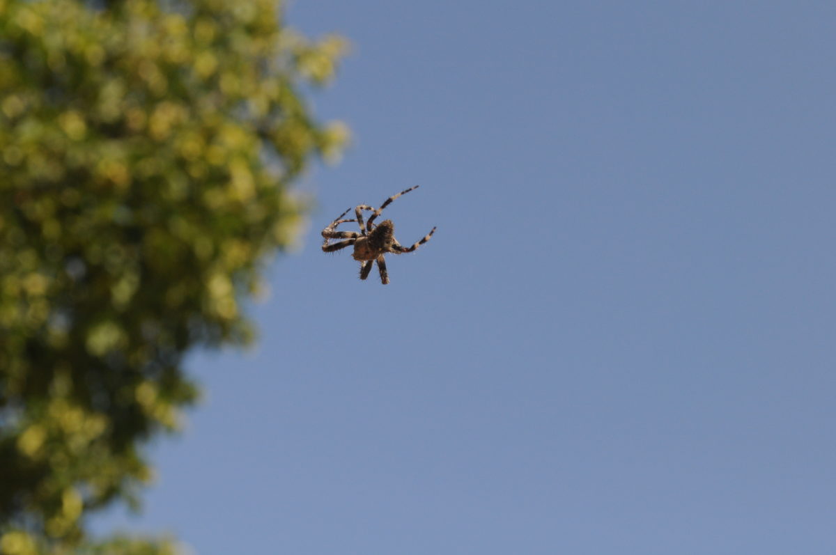 Flying,Spider - Pointe Pest Control: Chicago Exterminator & Pest ...