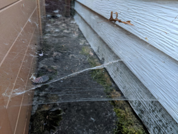 Giant,Spider,Web,Between,An,Old,Hot,Tub,And,A - Pointe Pest Control ...