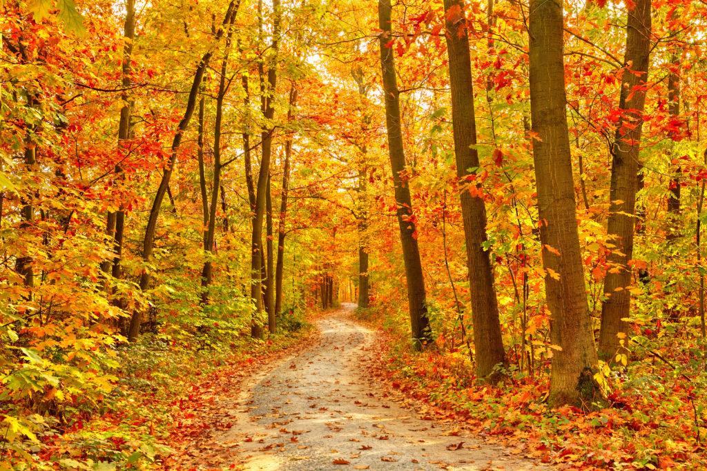 Pathway,Through,The,Autumn,Forest - Pointe Pest Control: Exterminator ...