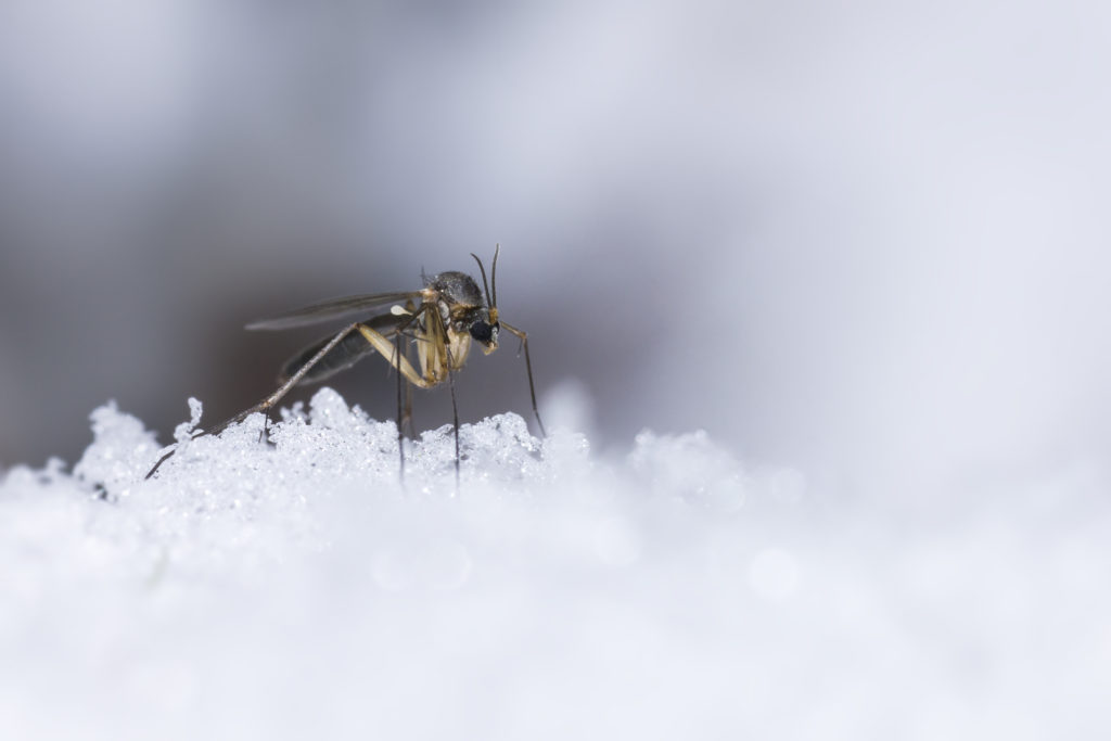 5 Active Snow Pests - Pointe Pest Control: Chicago Exterminator & Pest ...
