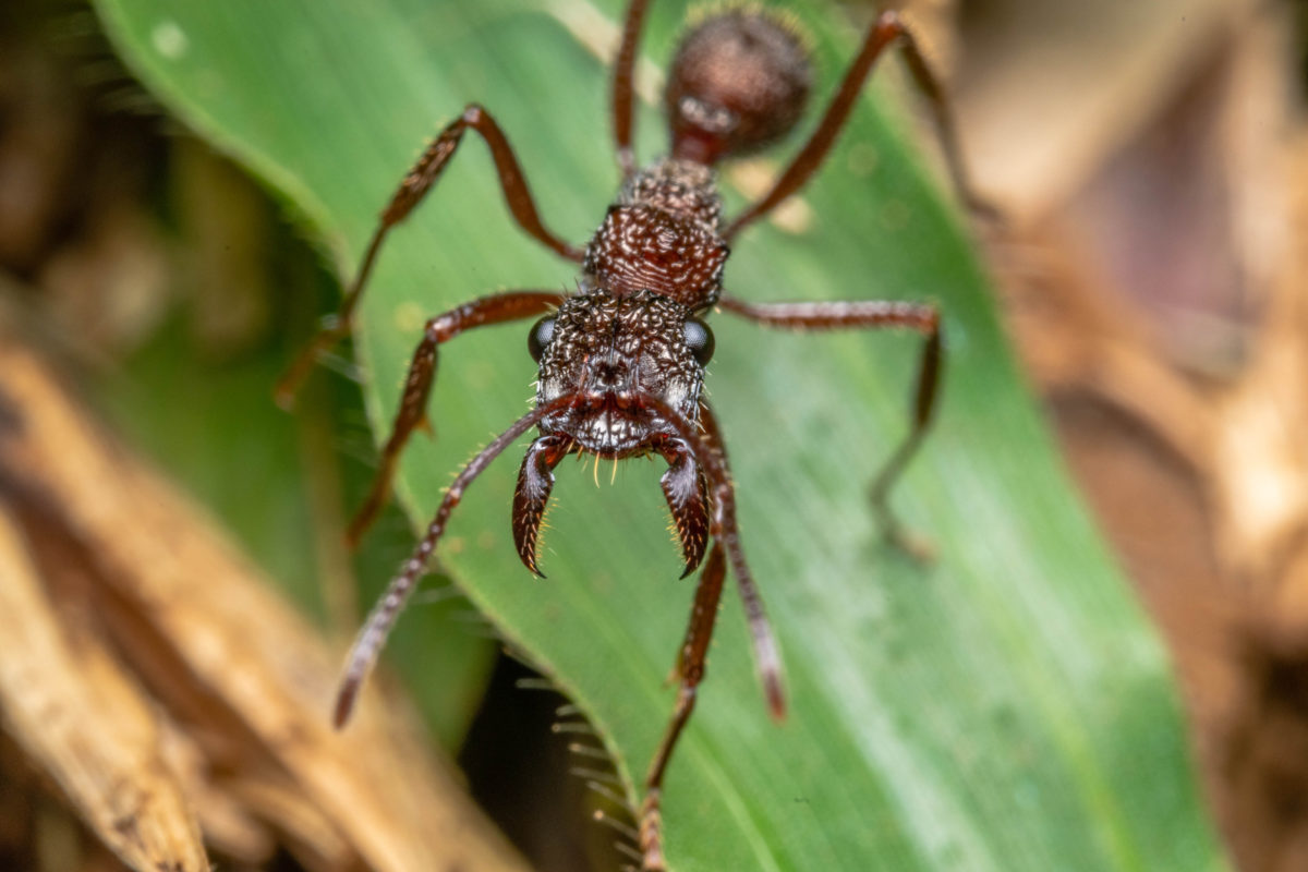 5 of the Creepiest Crawlies - Pointe Pest Control: Chicago Exterminator ...