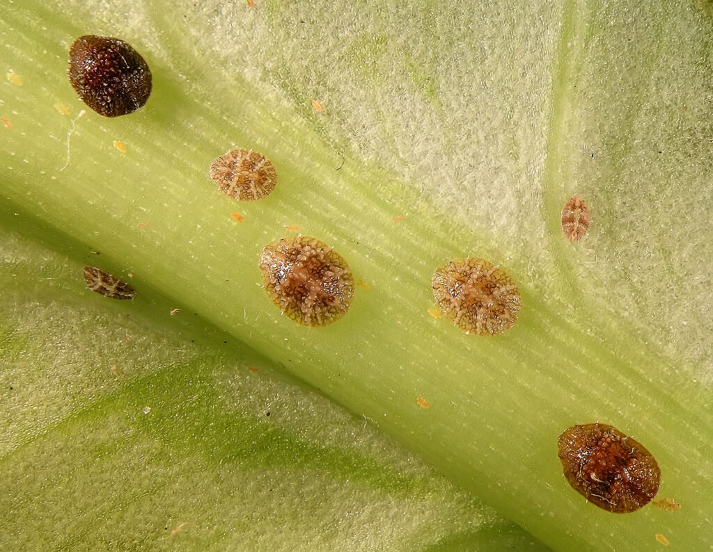 5 Obtrusive Orchid Pests - Pointe Pest Control: Exterminator & Pest ...