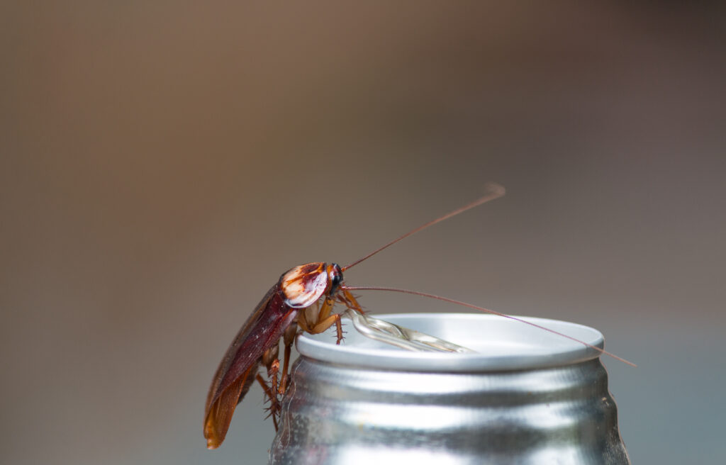 5 Pests that Love to Sip Our Beverages - Pointe Pest Control ...