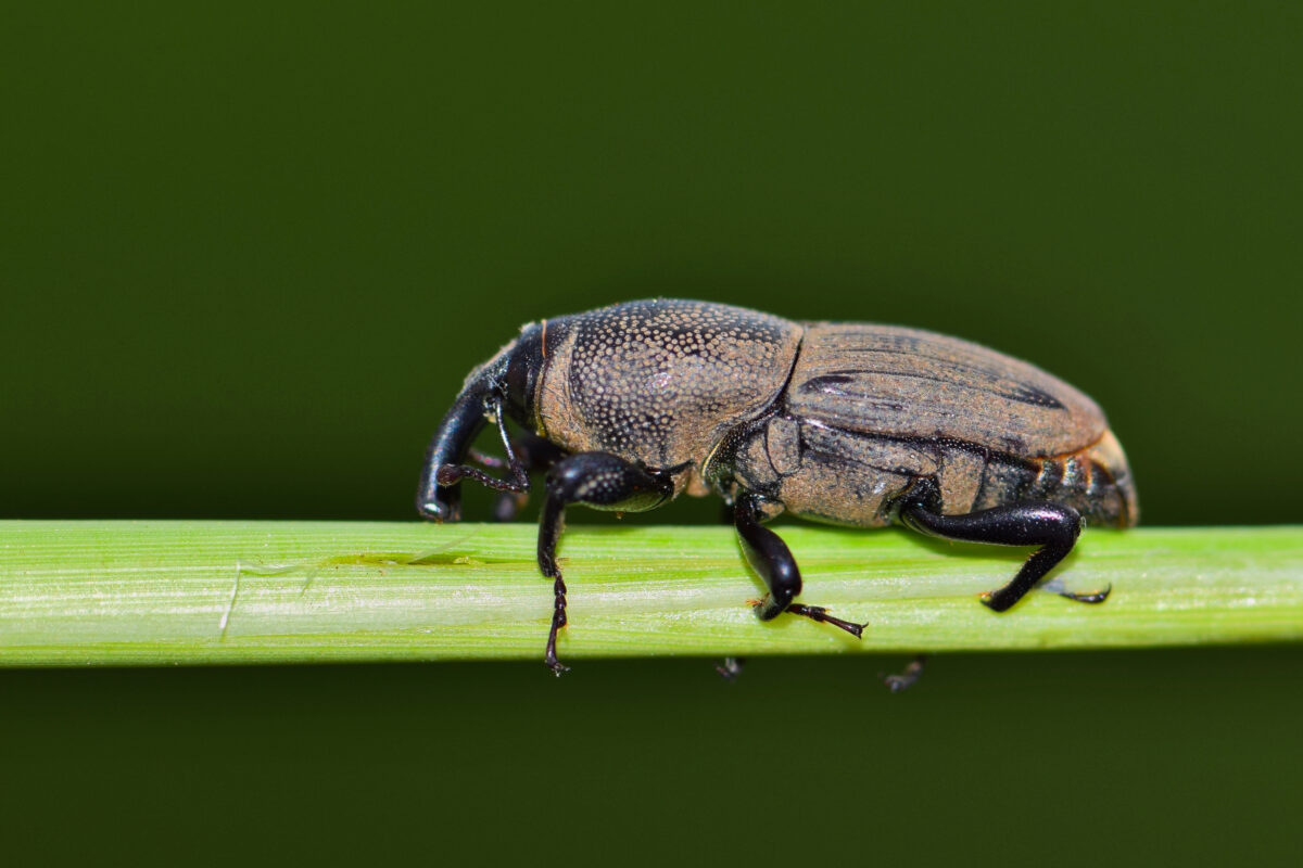 5 Exasperating Lawn Pests - Pointe Pest Control: Chicago Exterminator ...