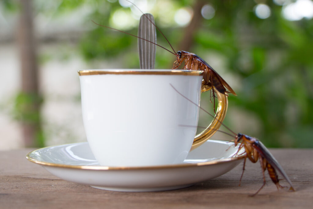Cockroaches,On,A,White,Coffee,Cup. - Pointe Pest Control: Exterminator & Pest Control Service