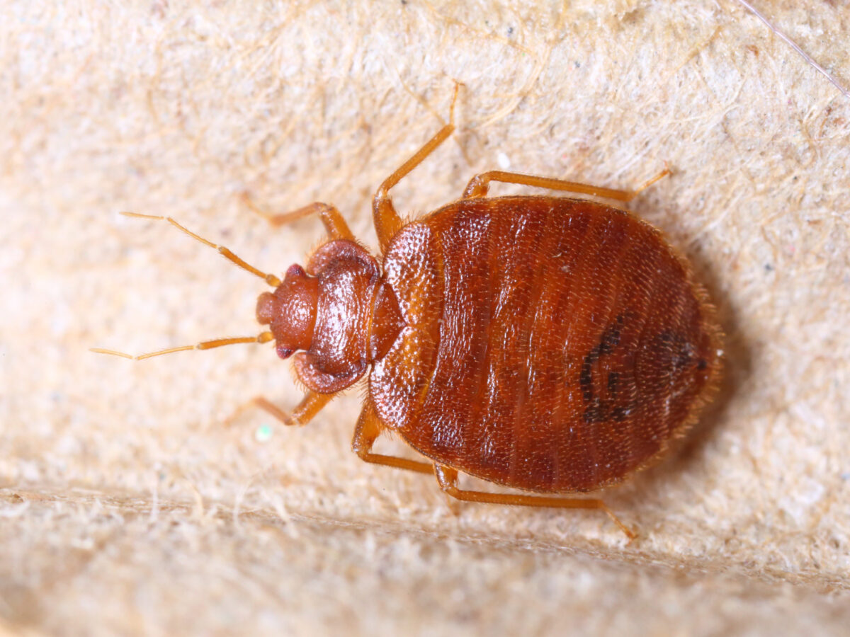 10 Common Pests in the United States - Pointe Pest Control: Chicago ...