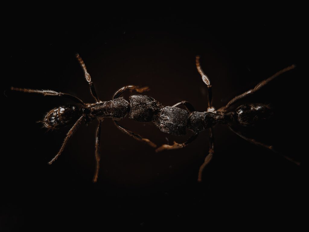 The Largest Species of 6 Different Pests - Pointe Pest Control: Chicago ...