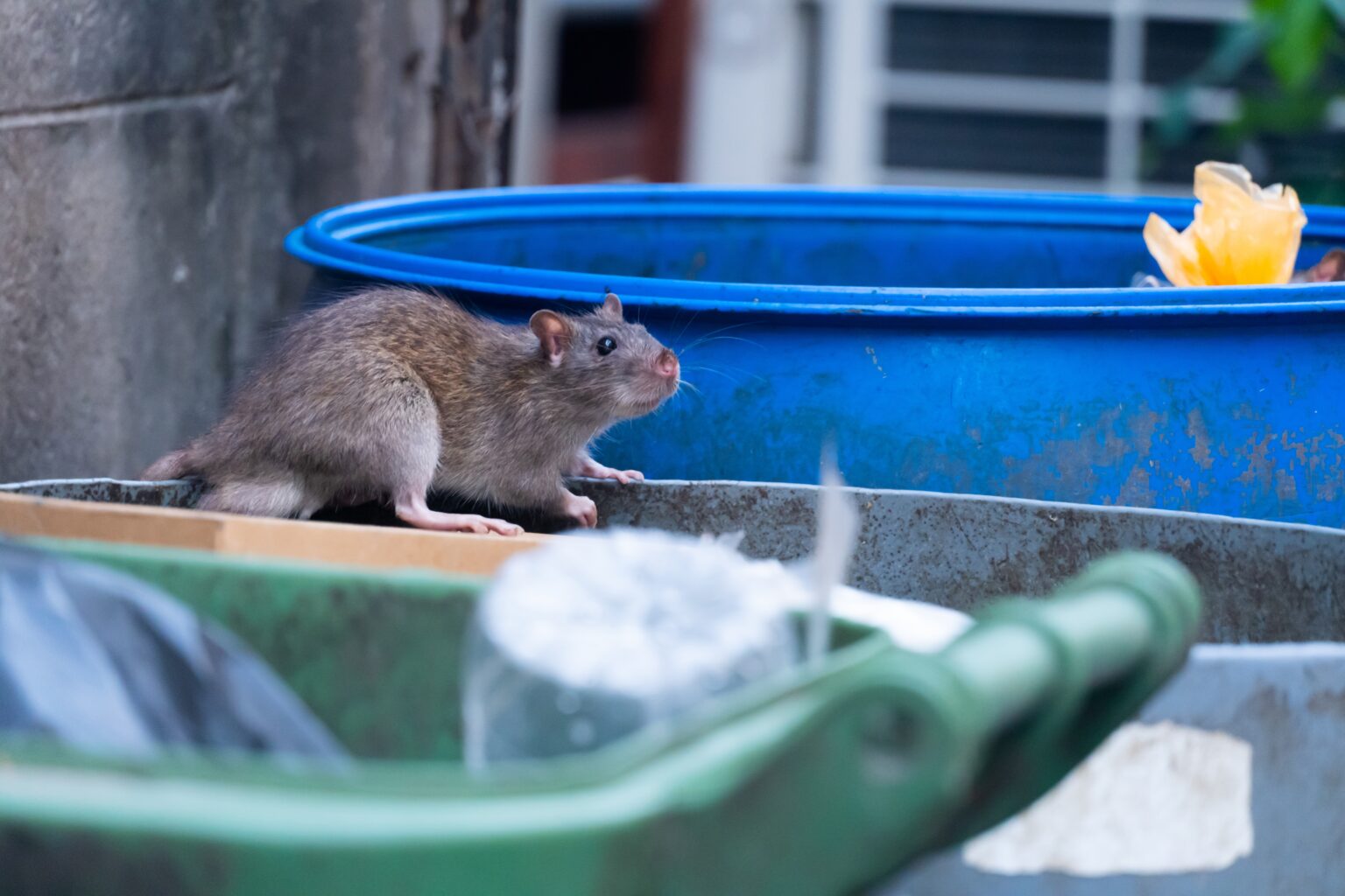 Why Does Chicago Have So Many Rats? - Pointe Pest Control: Chicago ...