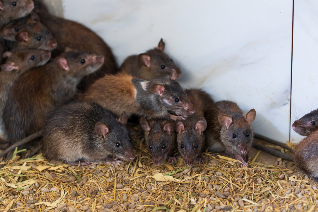 Selective,Focus,View,Of,Brown,Rats,In,A,Farm - Pointe Pest Control ...