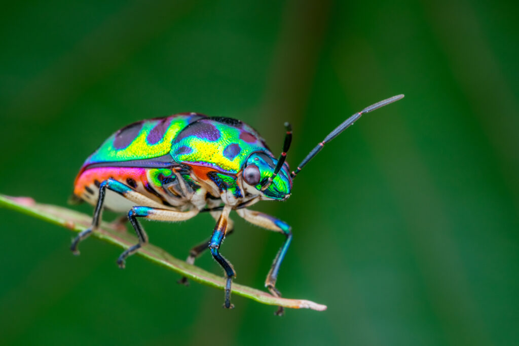 One,Beautiful,Jewel,Bug,(chrysocoris,Patricius),Natural,Macro ...