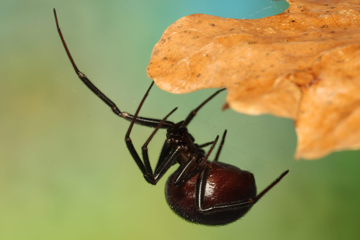 Analyzing the Spider Powers of the Original Spider-Man Movies - Part 1 ...