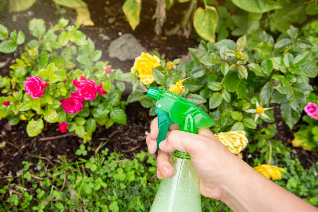 Close,Up,View,Of,Person,Using,Homemade,Insecticidal,Insect,Spray ...