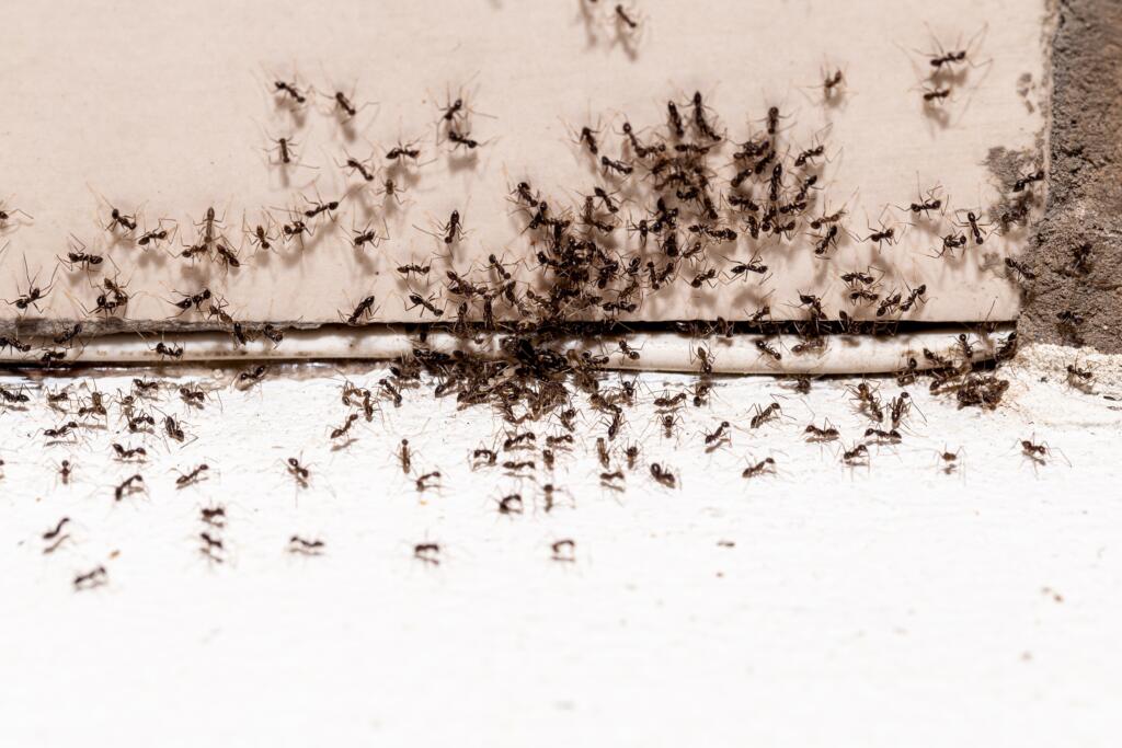 Ant,Infestation,,Hole,And,Crack,In,The,Wall,With,Insects, - Pointe Pest ...