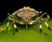 Pointe Pest Control | Pest Control Services in Chicago - Pointe Pest Control: Chicago ...