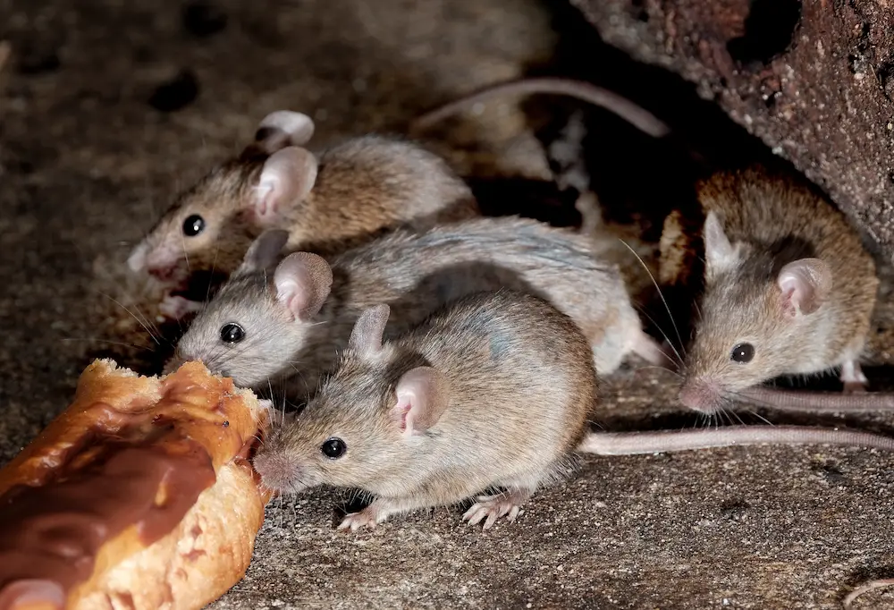 How Mice Move Through a House: Sneaky Room-to-Room Routes Explained