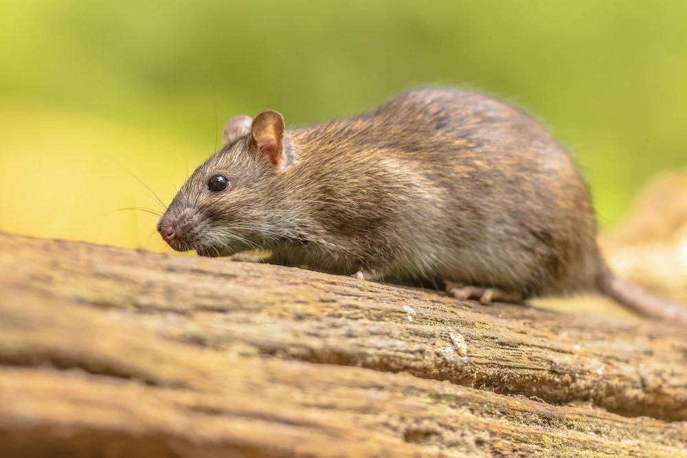 The Norway Rat: Chicago’s Infamous Rat | Lifecycle, Habits, and Signs